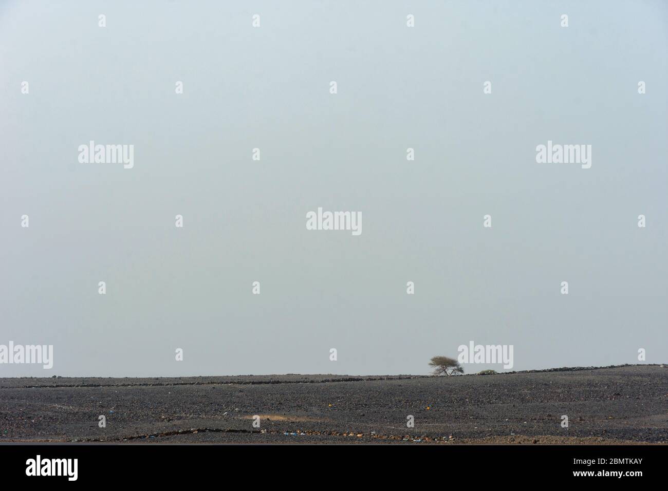 Lonely tree in Danakil depression, stone desert, Ethiopia Stock Photo ...