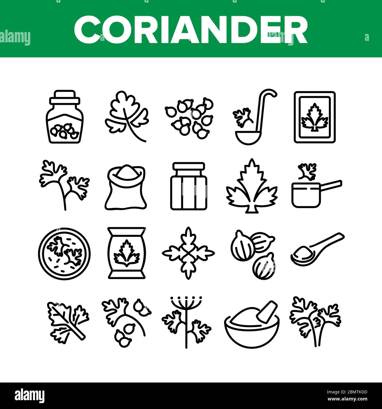 Coriander Herbal Plant Collection Icons Set Vector Stock Vector Image ...