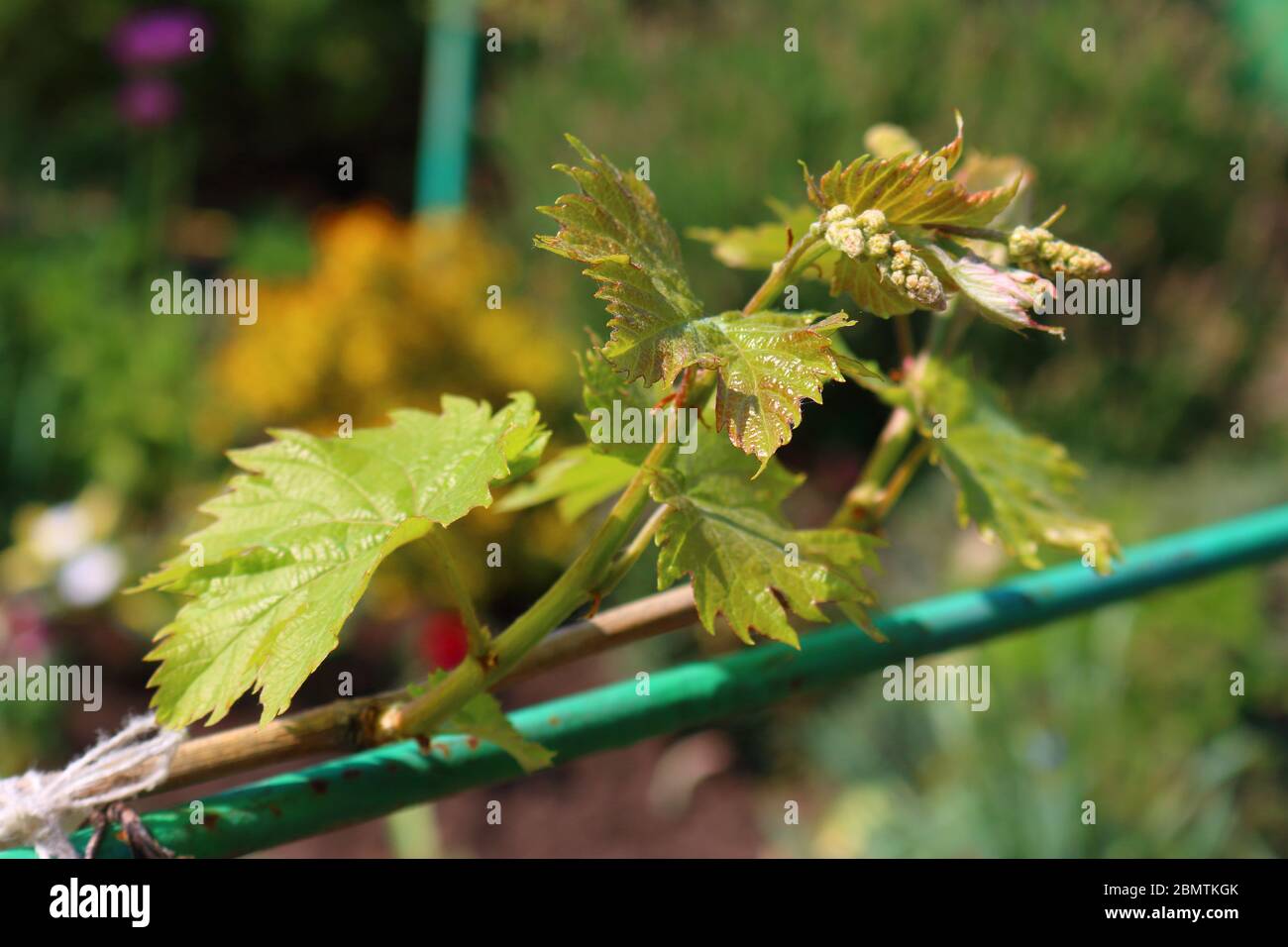 Grapevine in spring Stock Photo - Alamy