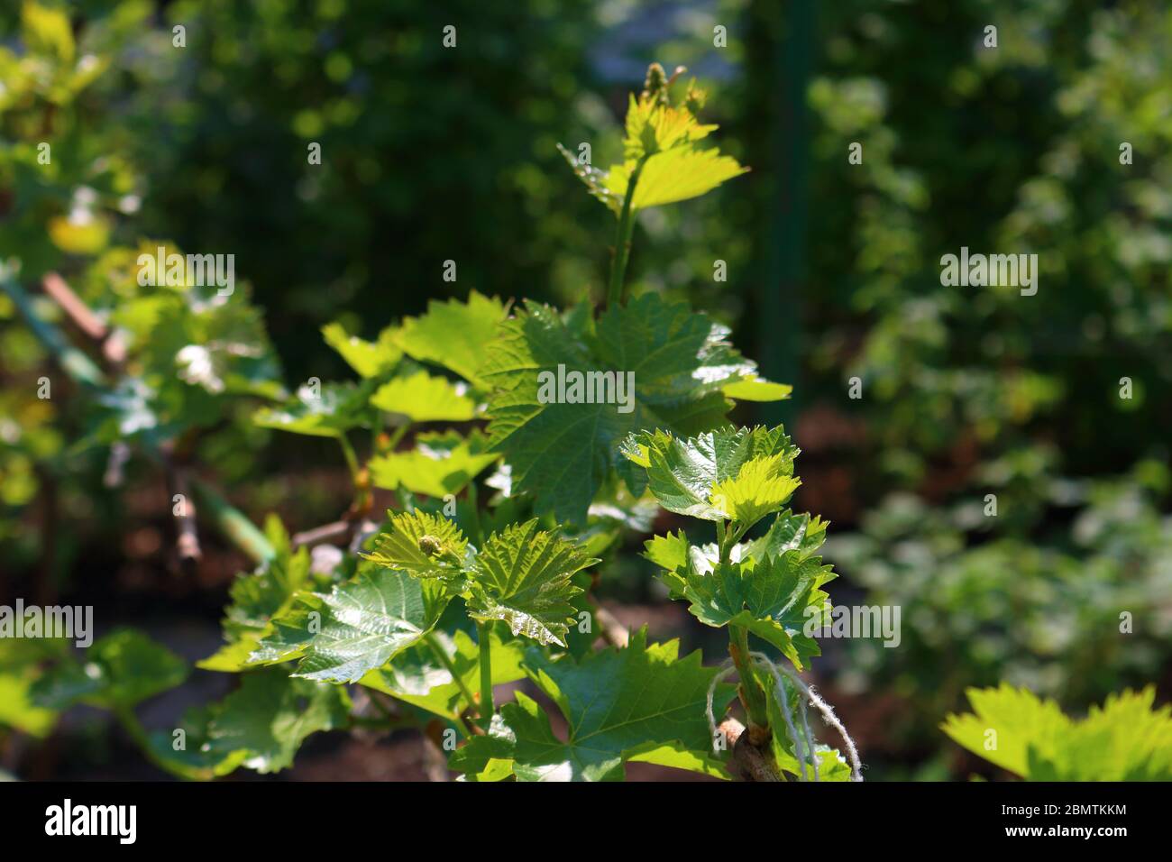 Saperavi grape hi-res stock photography and images - Alamy
