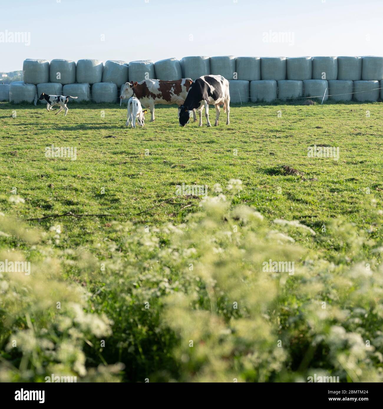 spotted cows and running calf near hay bales in spring meadow Stock ...