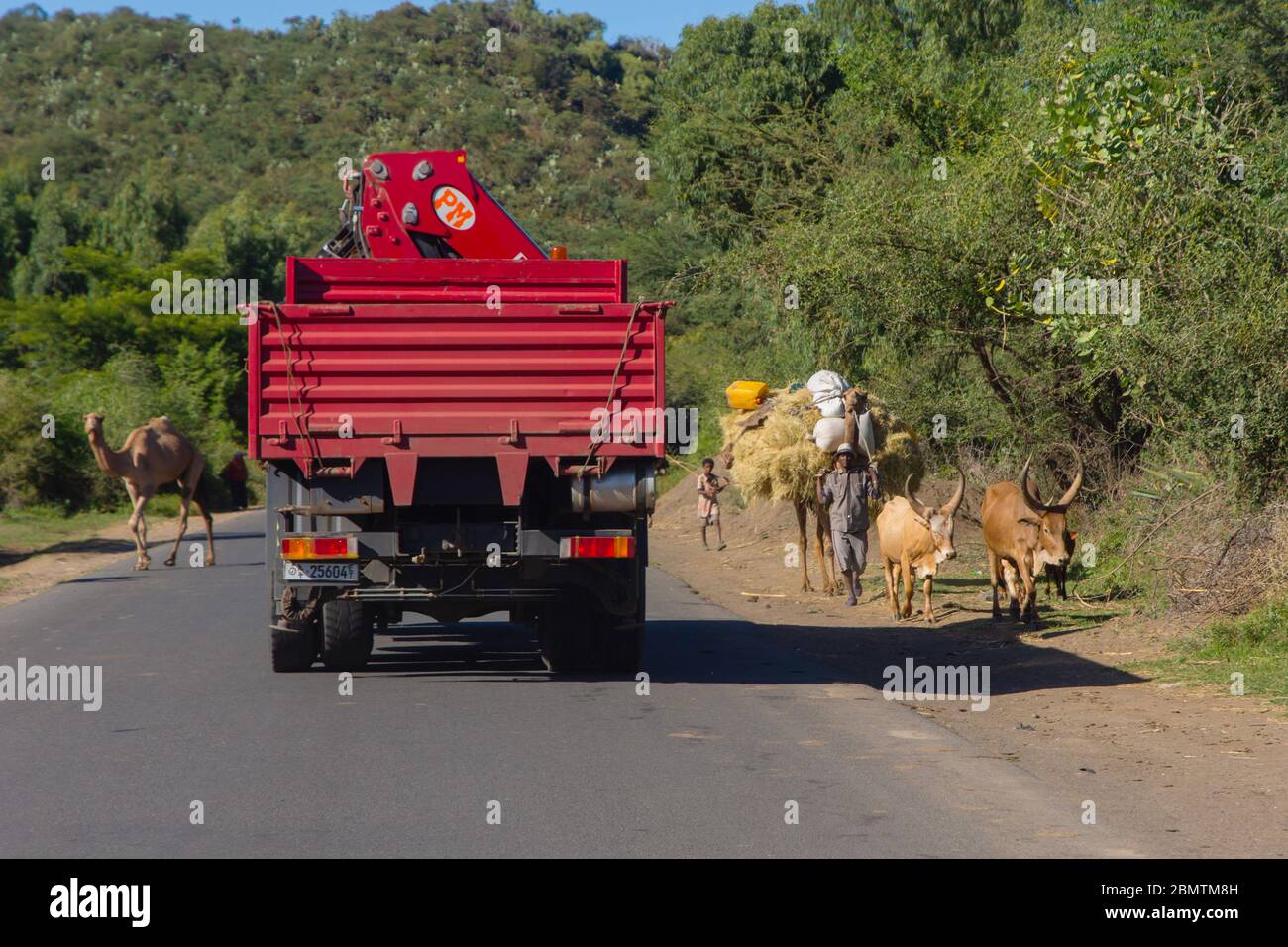 Korem, Ethiopia - Nov 2018: Cattle and camel transporting things on the ...