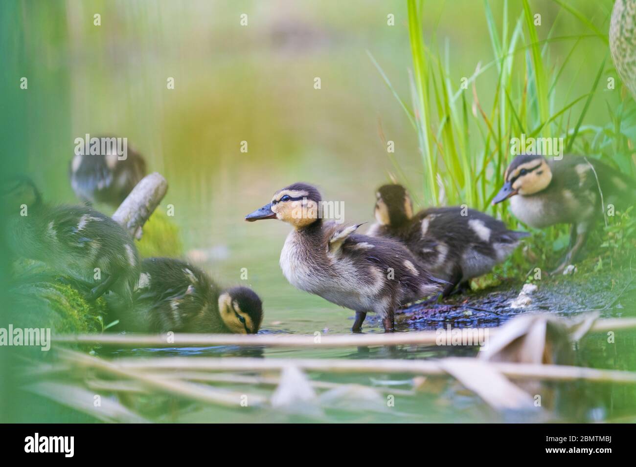 little cute ducklings in their native habitat Stock Photo - Alamy
