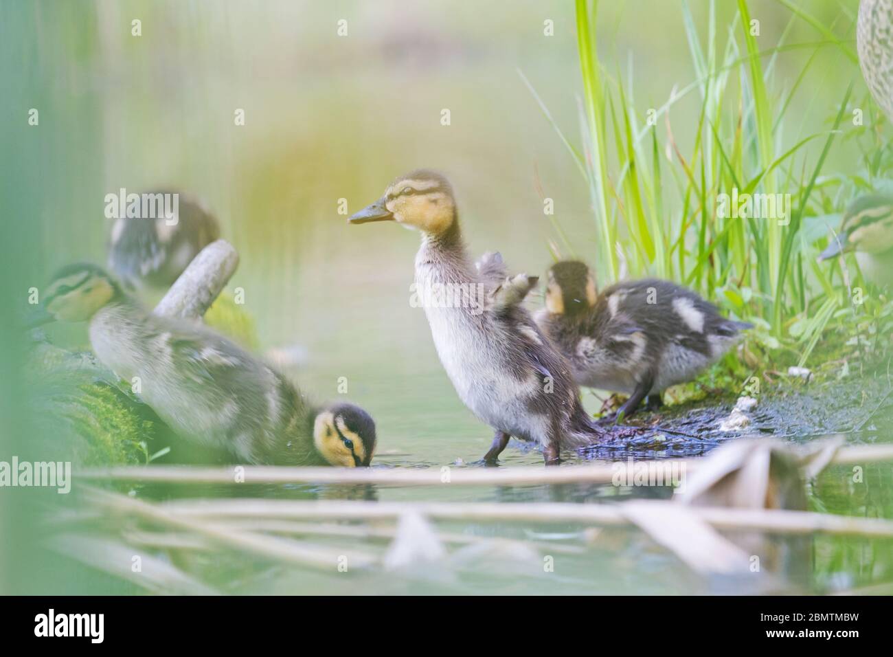 little cute duckling flaps its wings Stock Photo - Alamy