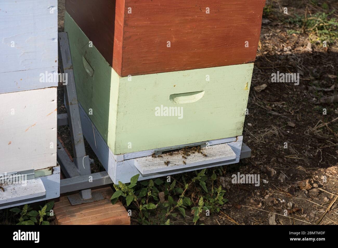 Forest with hives and bees in early spring Stock Photo - Alamy
