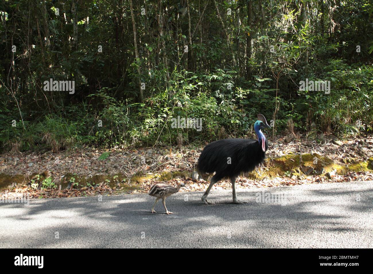 Cassowary chick hi-res stock photography and images - Alamy