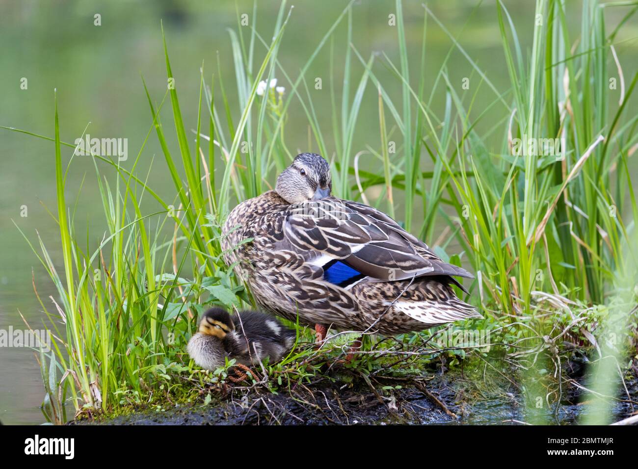 mom duck and little duckling sleep on a bump Stock Photo - Alamy