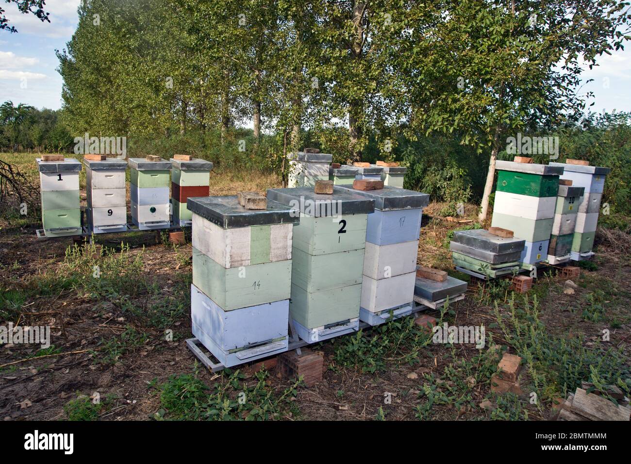 Forest with hives and bees in early spring Stock Photo - Alamy
