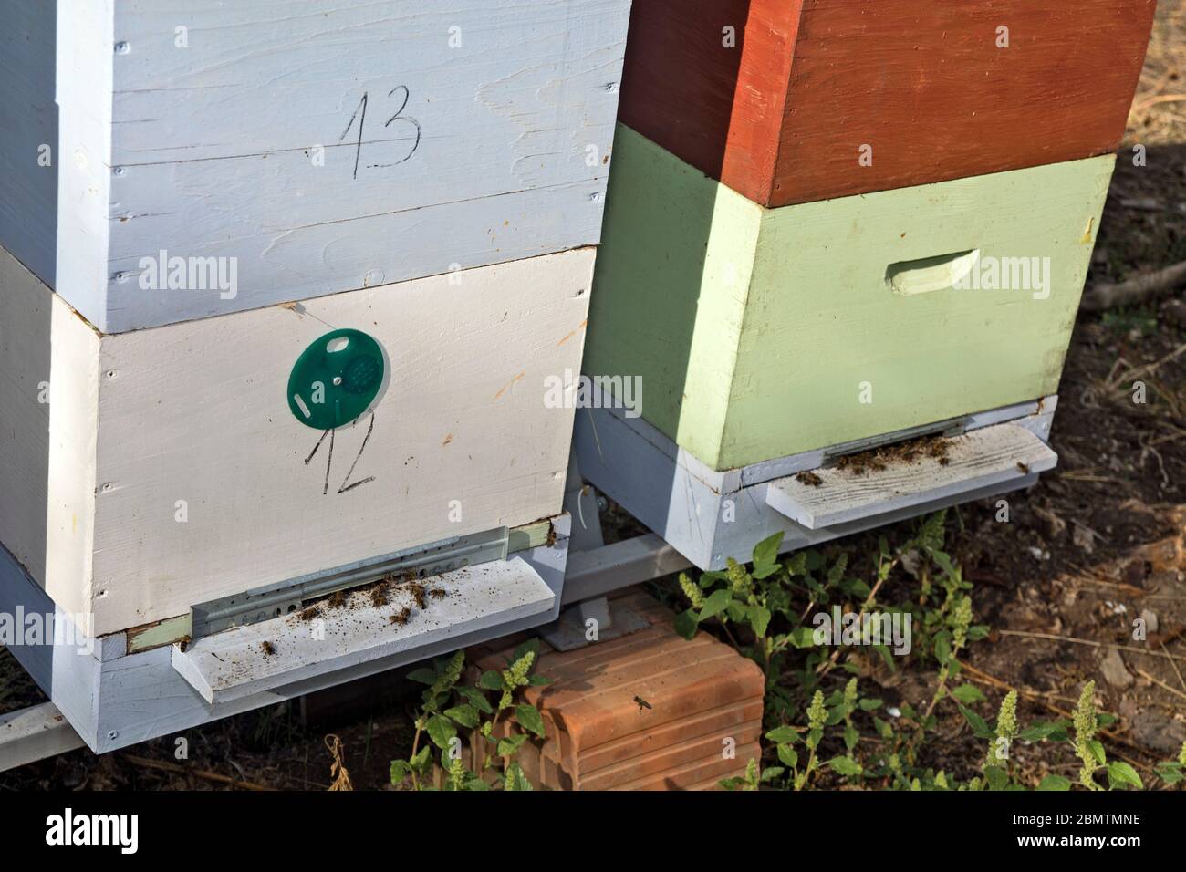 Forest with hives and bees in early spring Stock Photo - Alamy