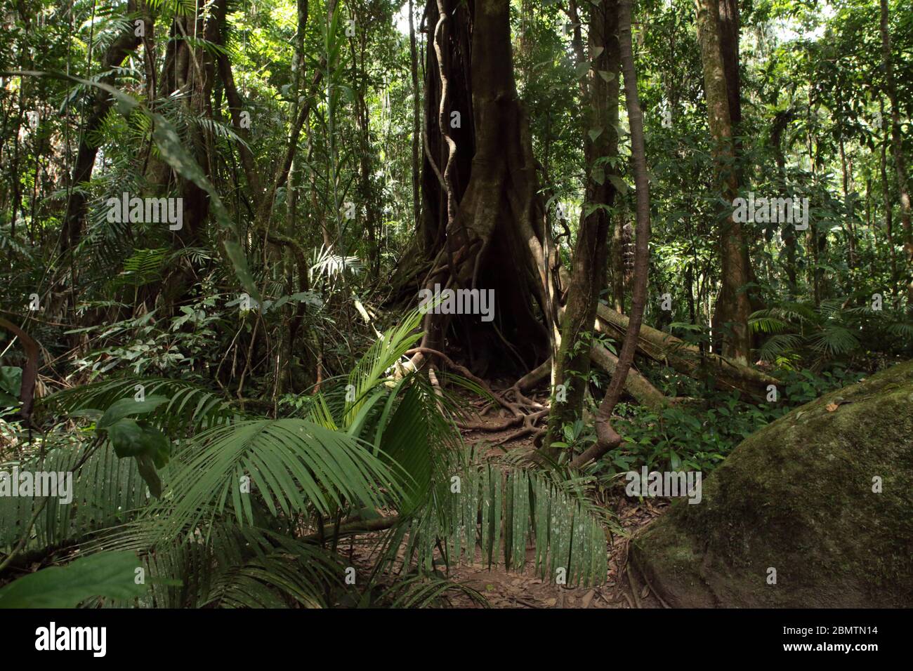 Rainforest trees mossman gorge daintree hi-res stock photography and ...