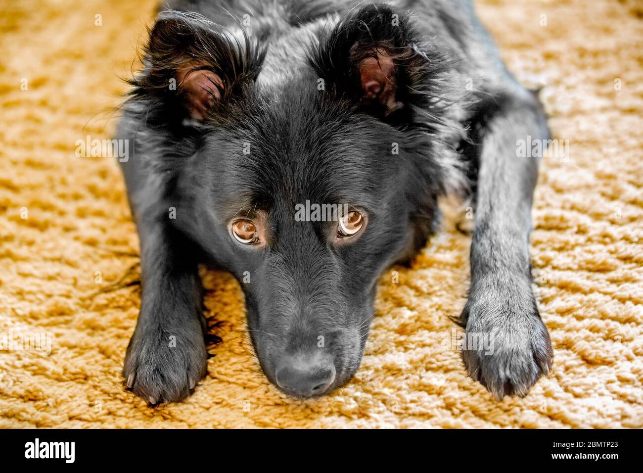image animal face of a mongrel dog black Stock Photo - Alamy
