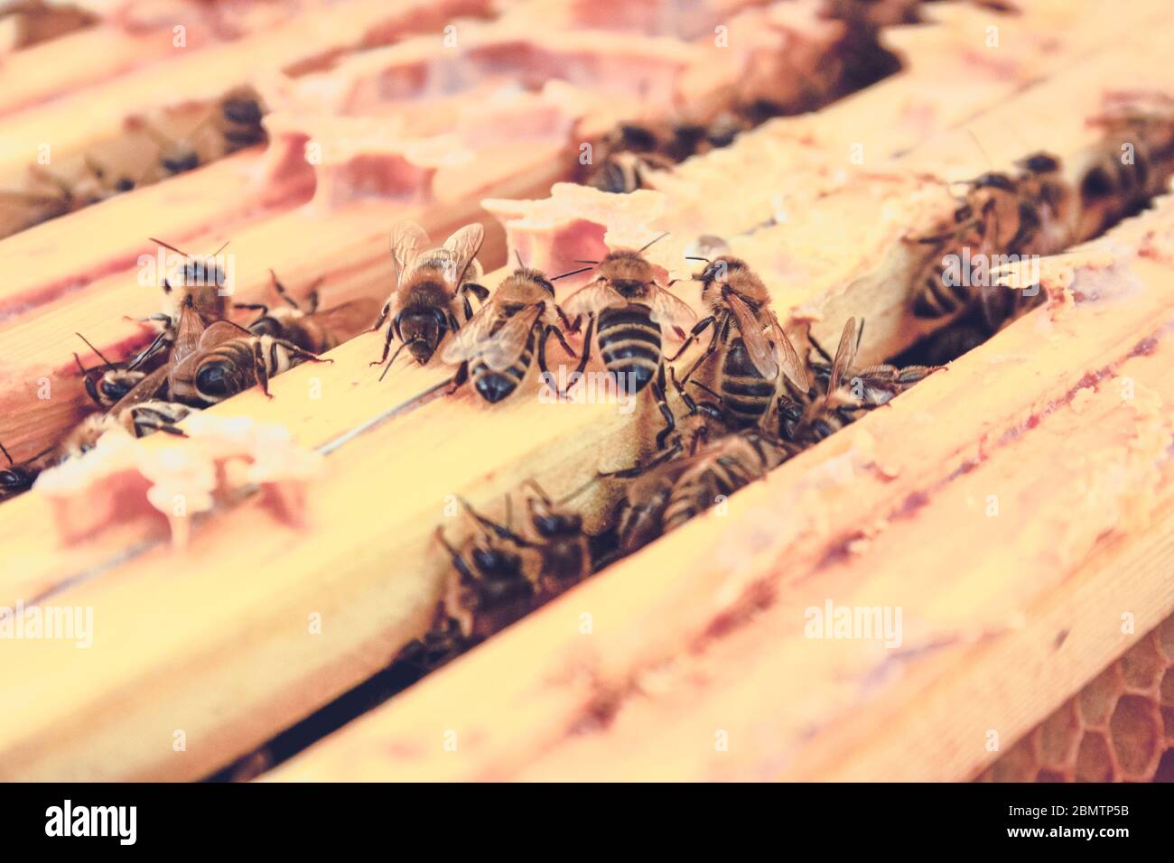Interior of a beehive in detail Stock Photo - Alamy
