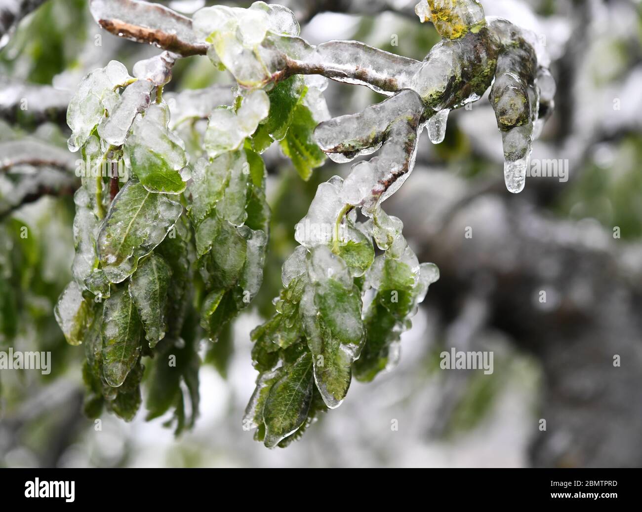 Schmitten, Germany. 11th May, 2020. The leaves and branches of a tree ...