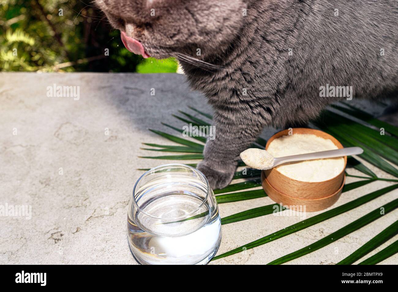 Cat and collagen with a spoon and glass of water on concrete background ...