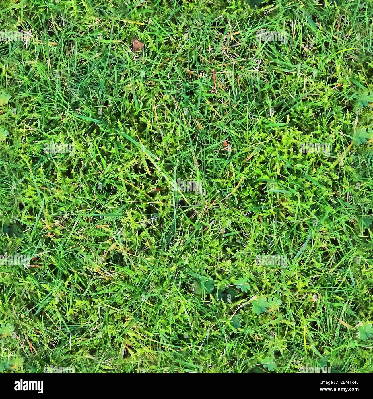 High resolution foto realistic seamless texture of green grass and ...