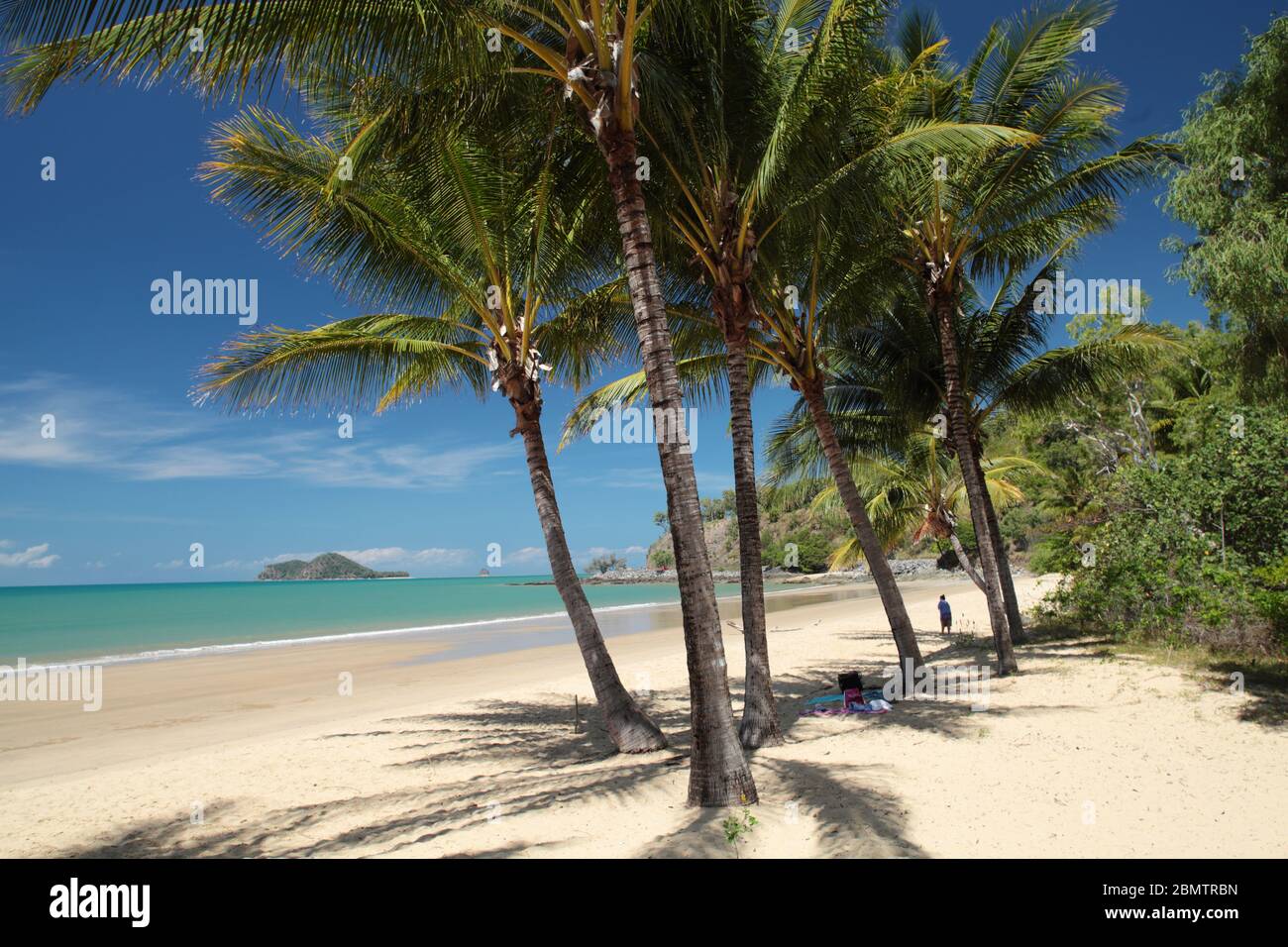 Palm trees at the beach in Australia Stock Photo - Alamy