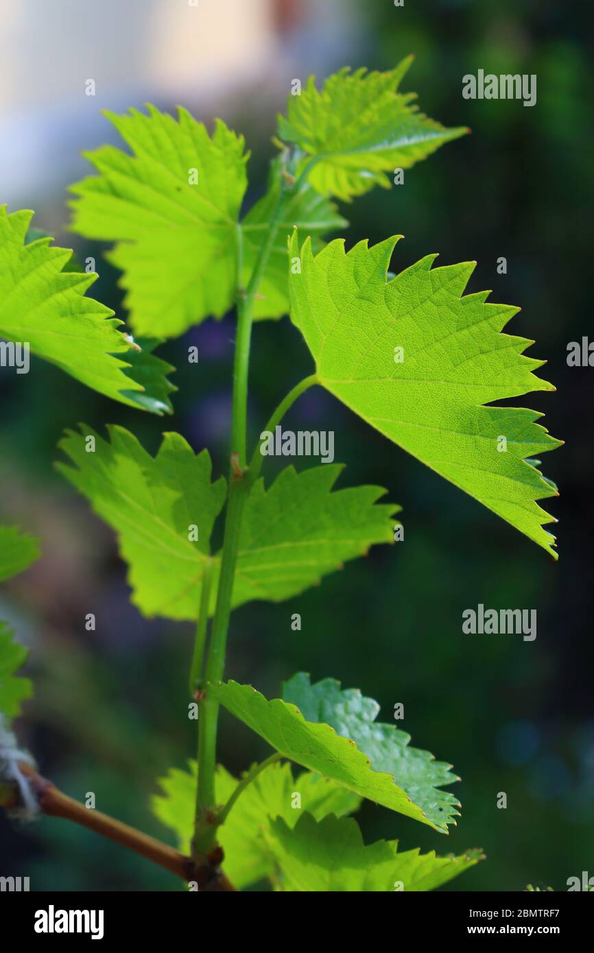 Saperavi grape hi-res stock photography and images - Alamy