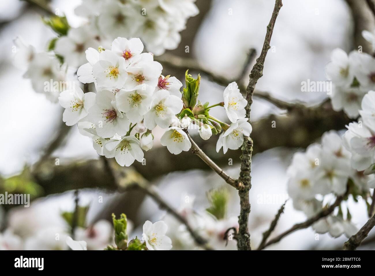 A tree in full Spring blossom Stock Photo - Alamy