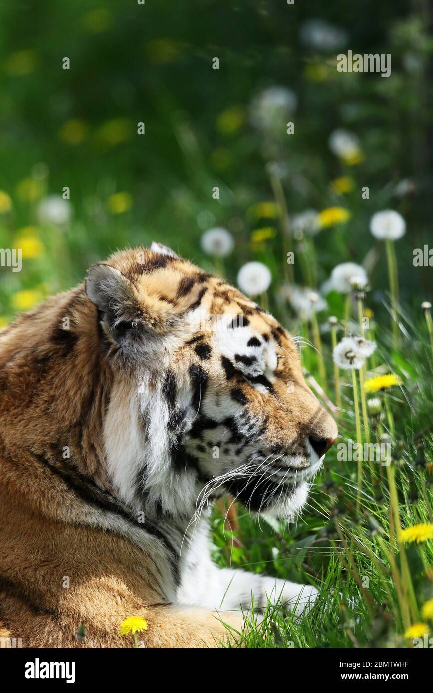 A male amur tiger named Khan at Tayto Park - Theme Park and Zoo in Co ...