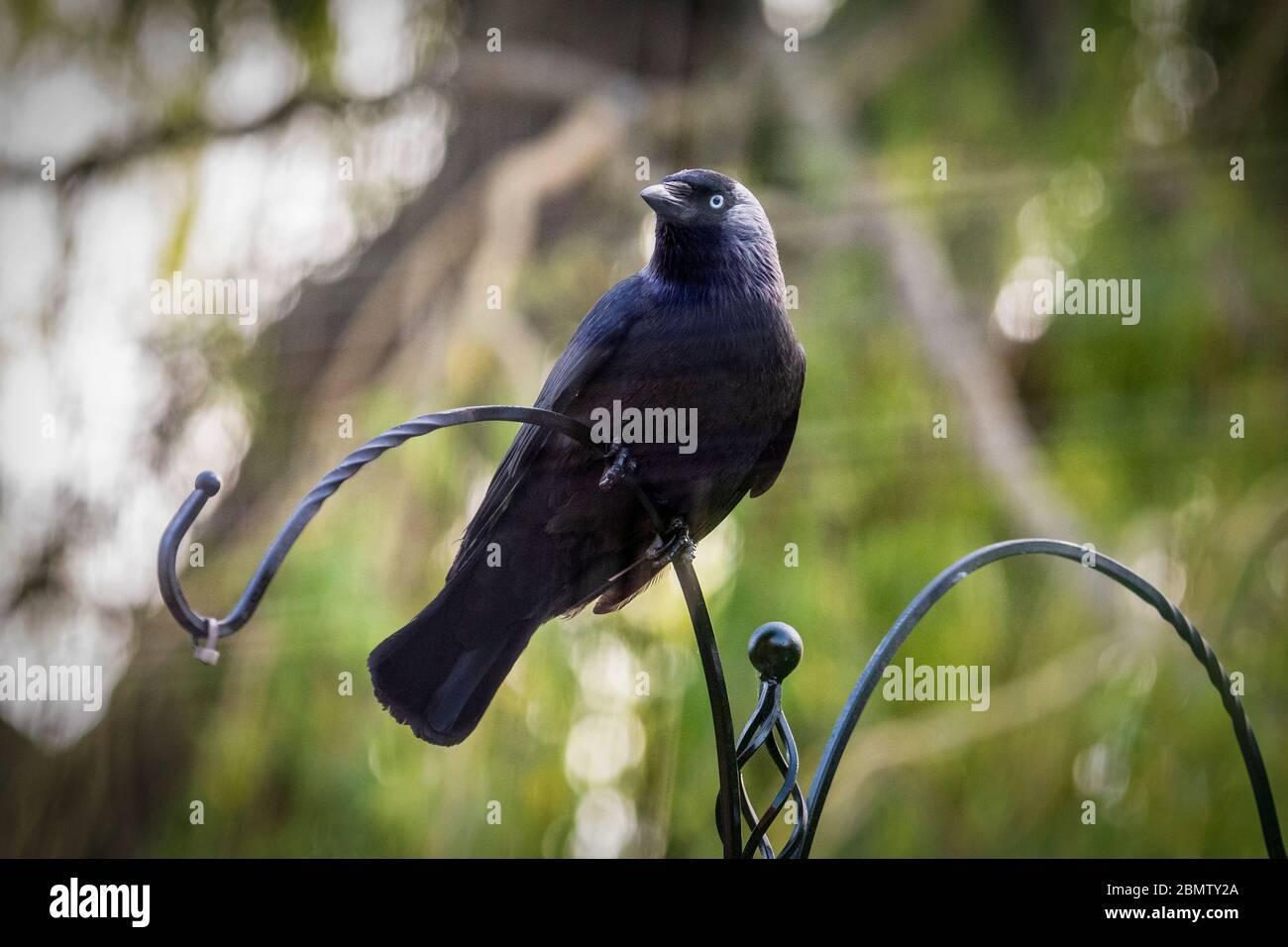 Corvid family hi-res stock photography and images - Alamy