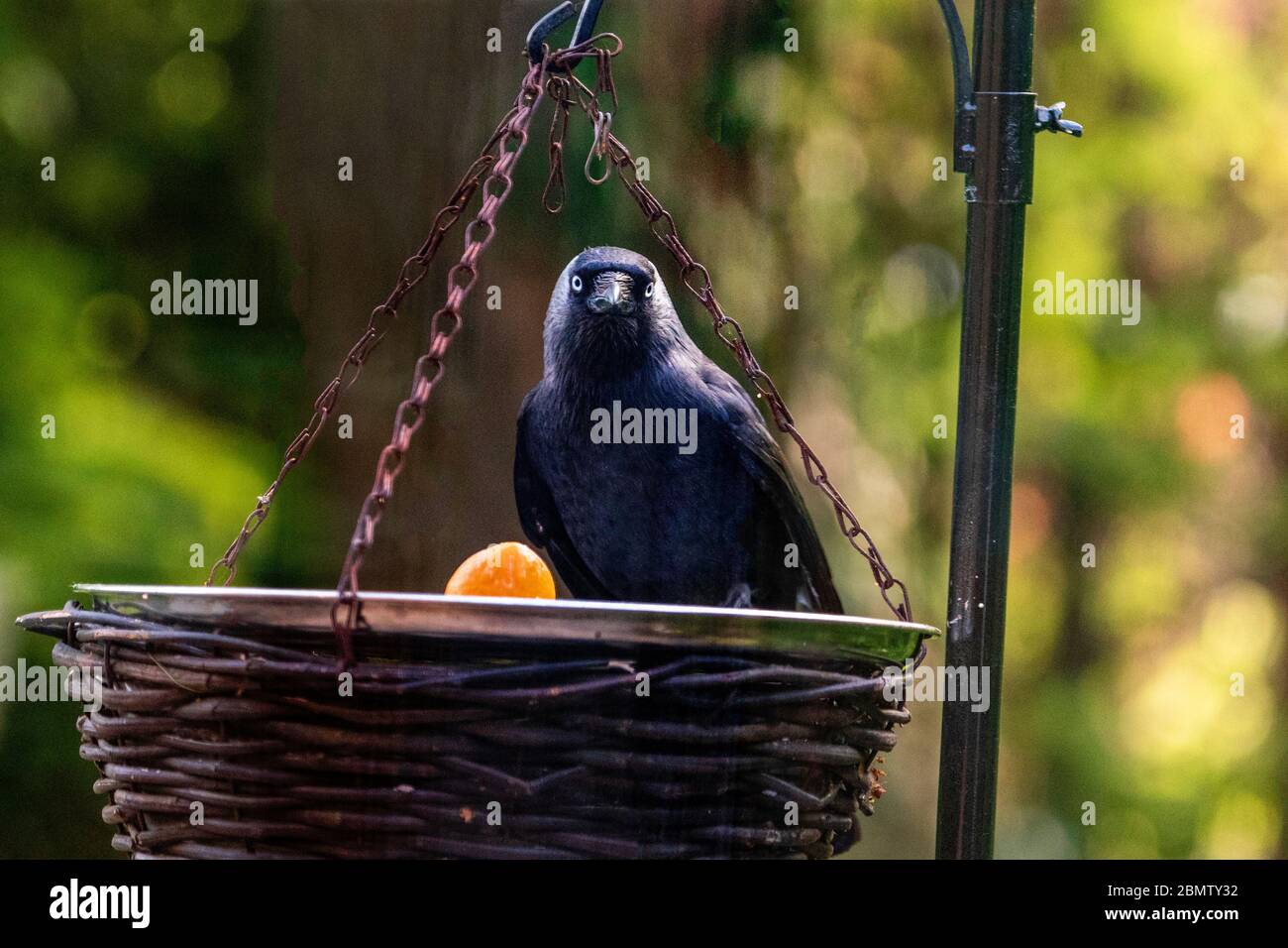 Crow Family Member Stock Photos & Crow Family Member Stock Images - Alamy
