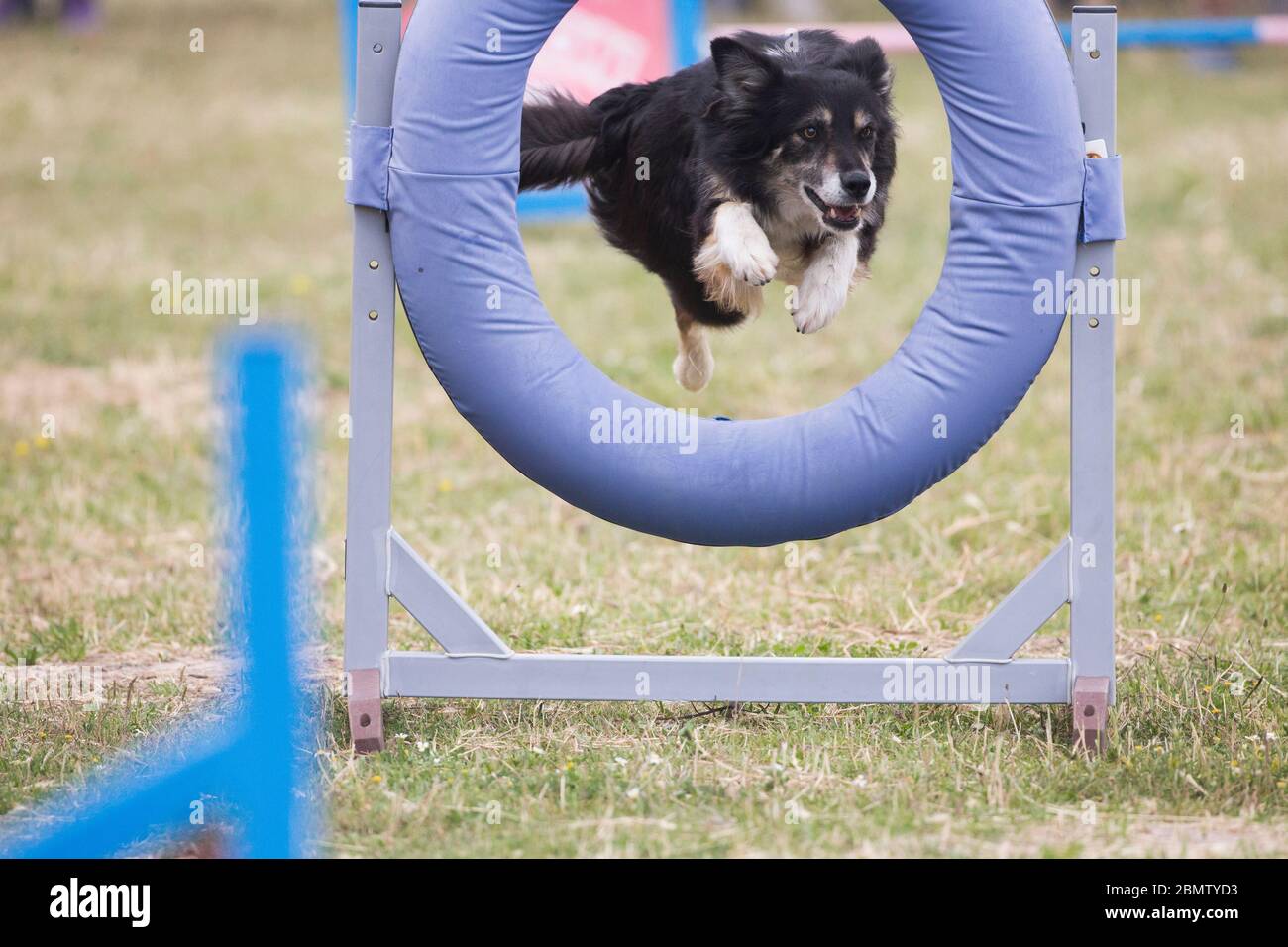 Border Collie jumps through the hoop on an agility track Stock Photo ...