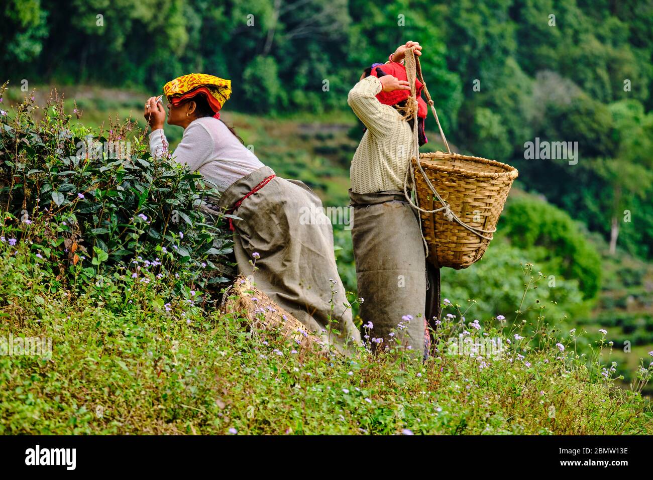 India, West Bengal, Darjeeling, Castleton tea estate, tea picker ...