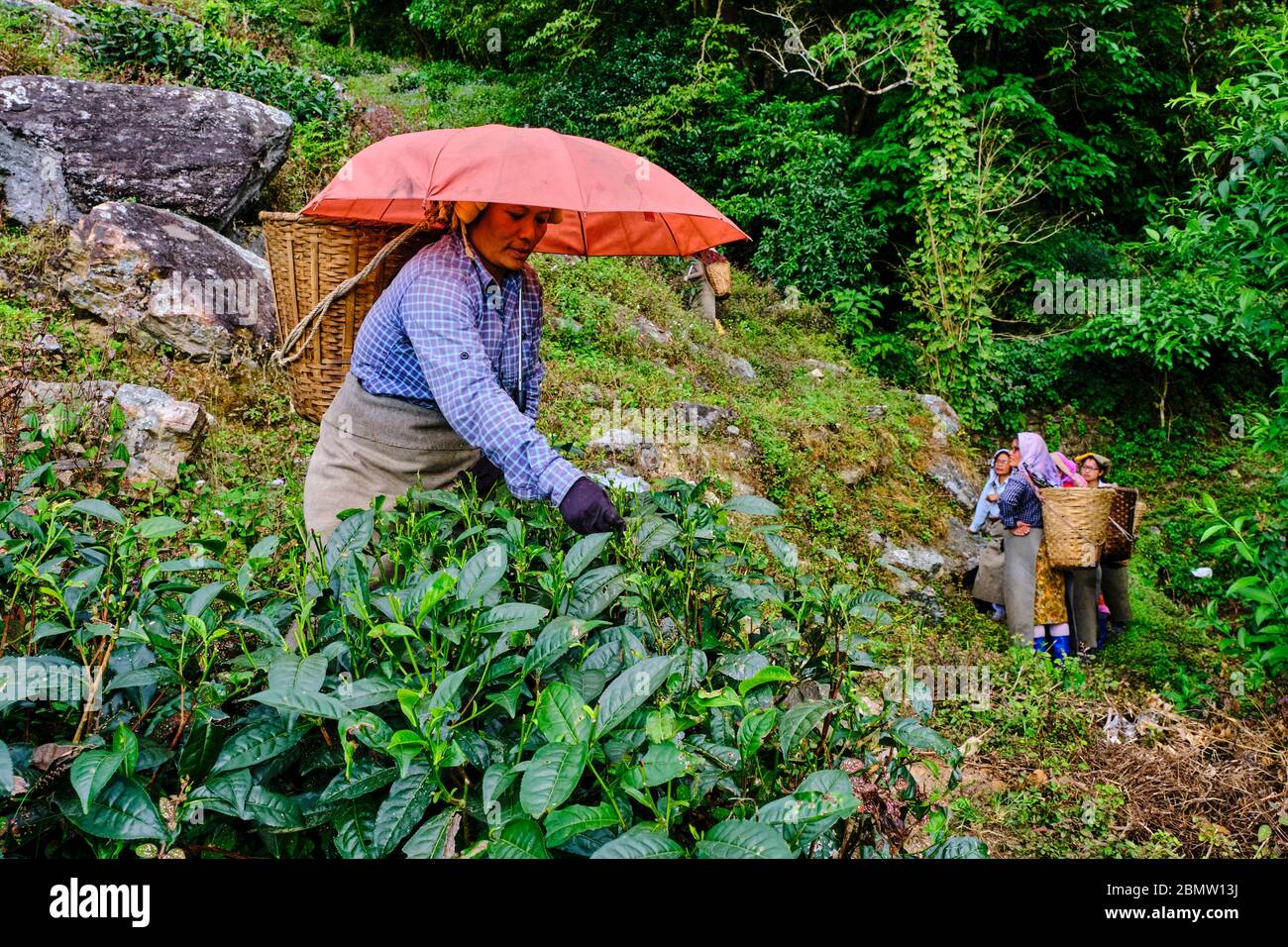 India, West Bengal, Darjeeling, Castleton tea estate, tea picker ...