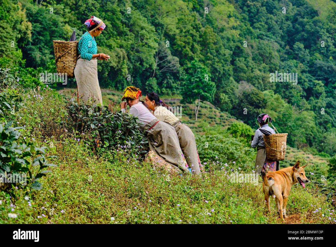 India, West Bengal, Darjeeling, Castleton tea estate, tea picker ...