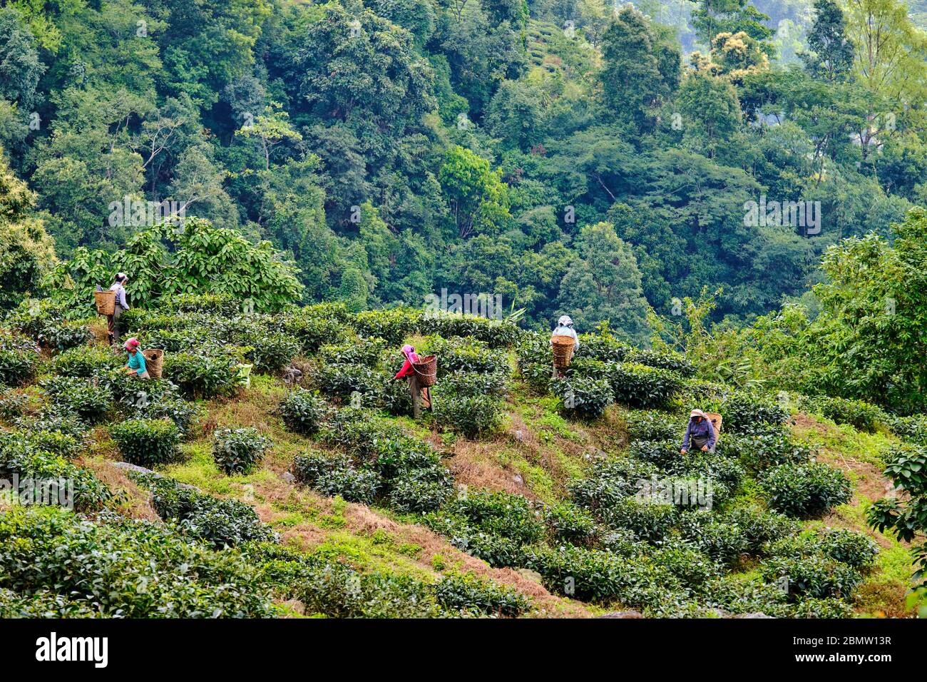 India, West Bengal, Darjeeling, Castleton tea estate, tea picker ...