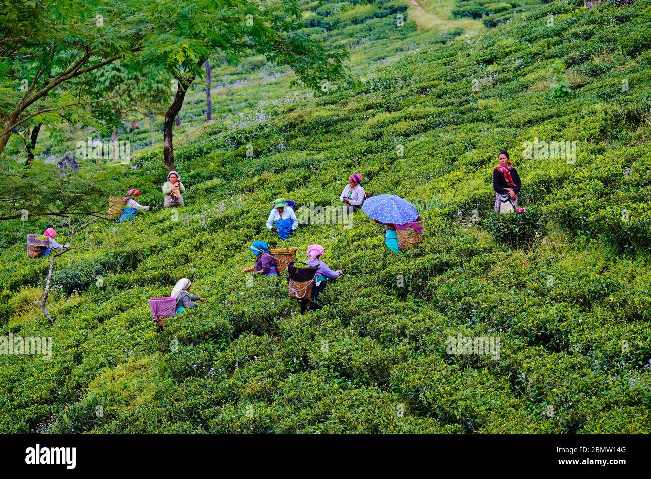 India, West Bengal, Darjeeling, Castleton tea estate, tea picker ...