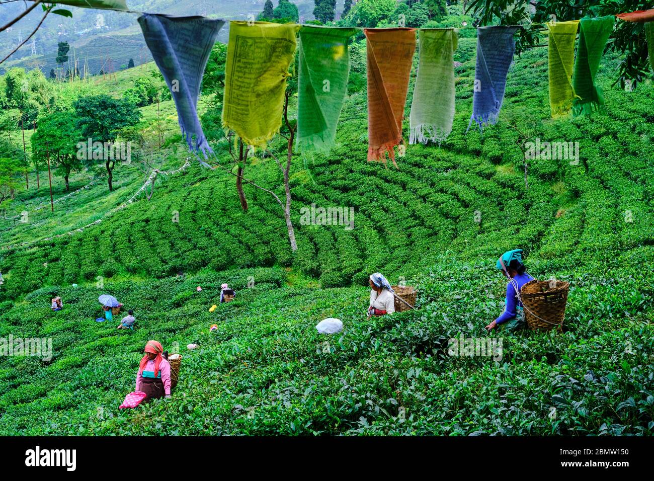 India, West Bengal, Darjeeling, Castleton tea estate, tea picker ...