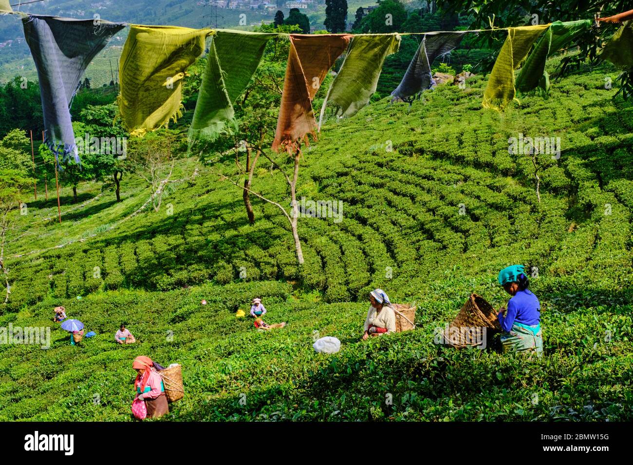 India, West Bengal, Darjeeling, Castleton tea estate, tea picker ...