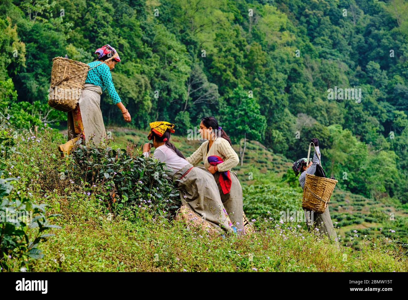 India, West Bengal, Darjeeling, Castleton tea estate, tea picker ...