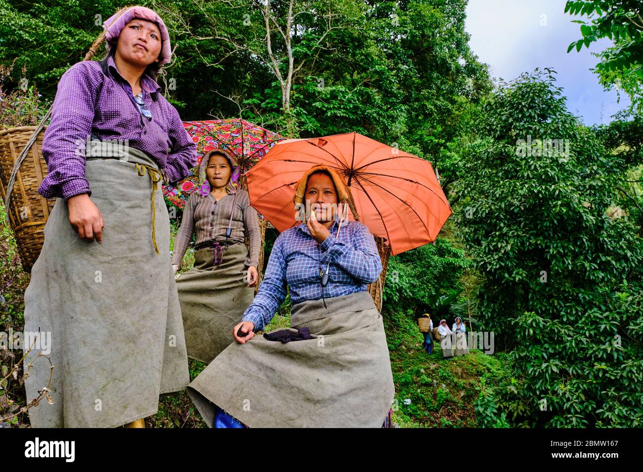 India, West Bengal, Darjeeling, Castleton tea estate, tea picker ...