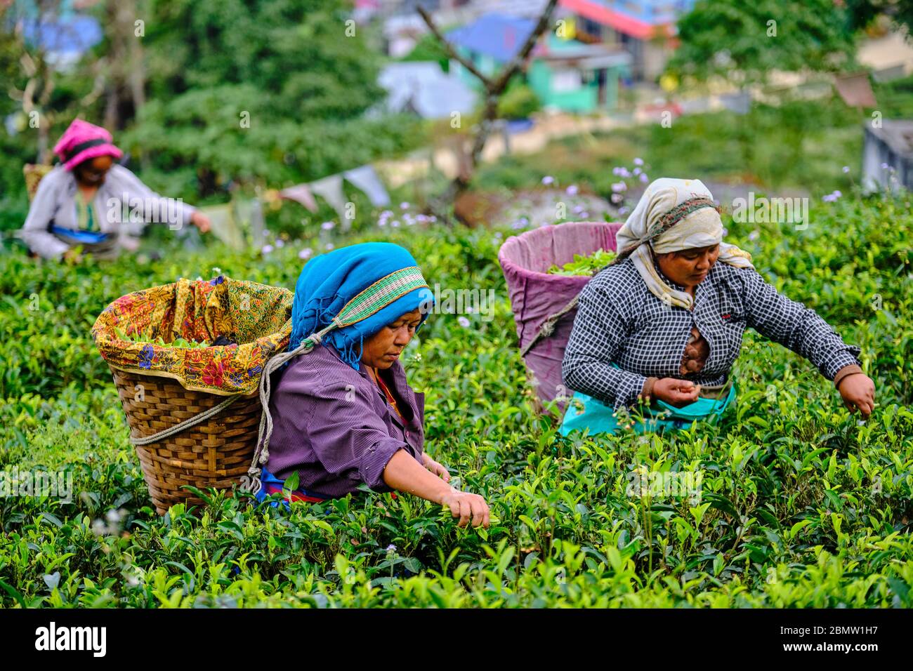 India, West Bengal, Darjeeling, Castleton tea estate, tea picker ...