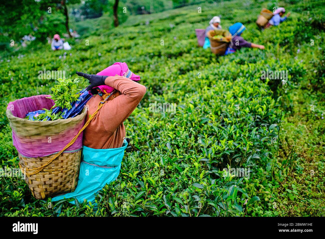 India, West Bengal, Darjeeling, Castleton tea estate, tea picker ...