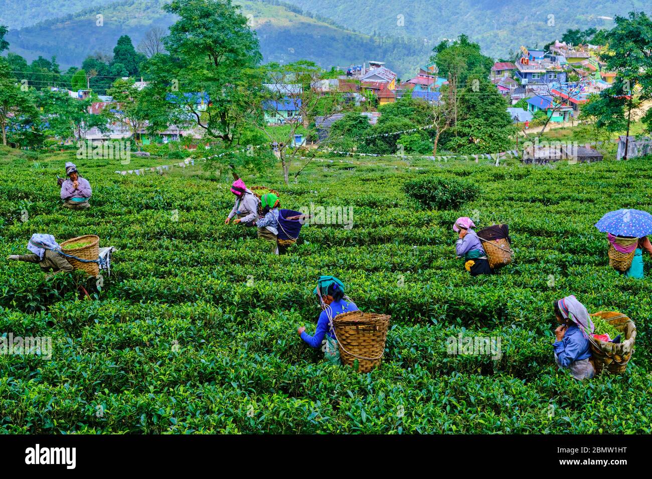 India, West Bengal, Darjeeling, Castleton tea estate, tea picker ...