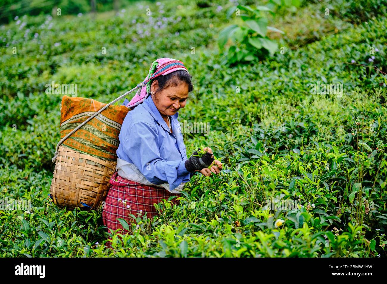India, West Bengal, Darjeeling, Castleton tea estate, tea picker ...