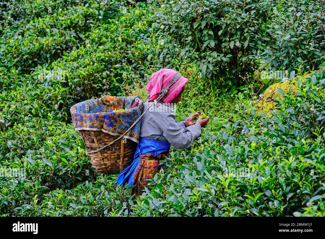 India, West Bengal, Darjeeling, Castleton tea estate, tea picker ...