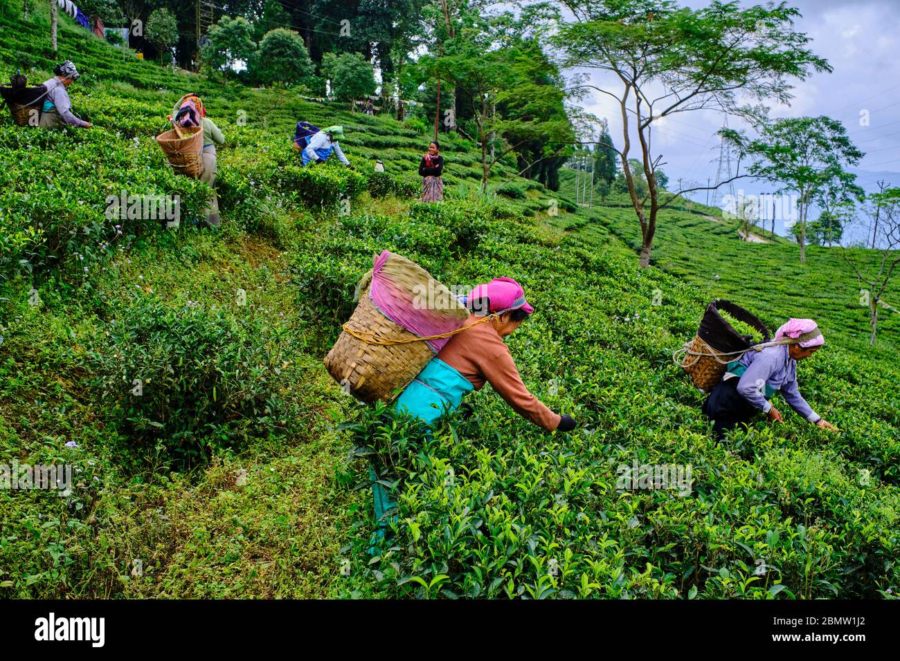India, West Bengal, Darjeeling, Castleton tea estate, tea picker ...