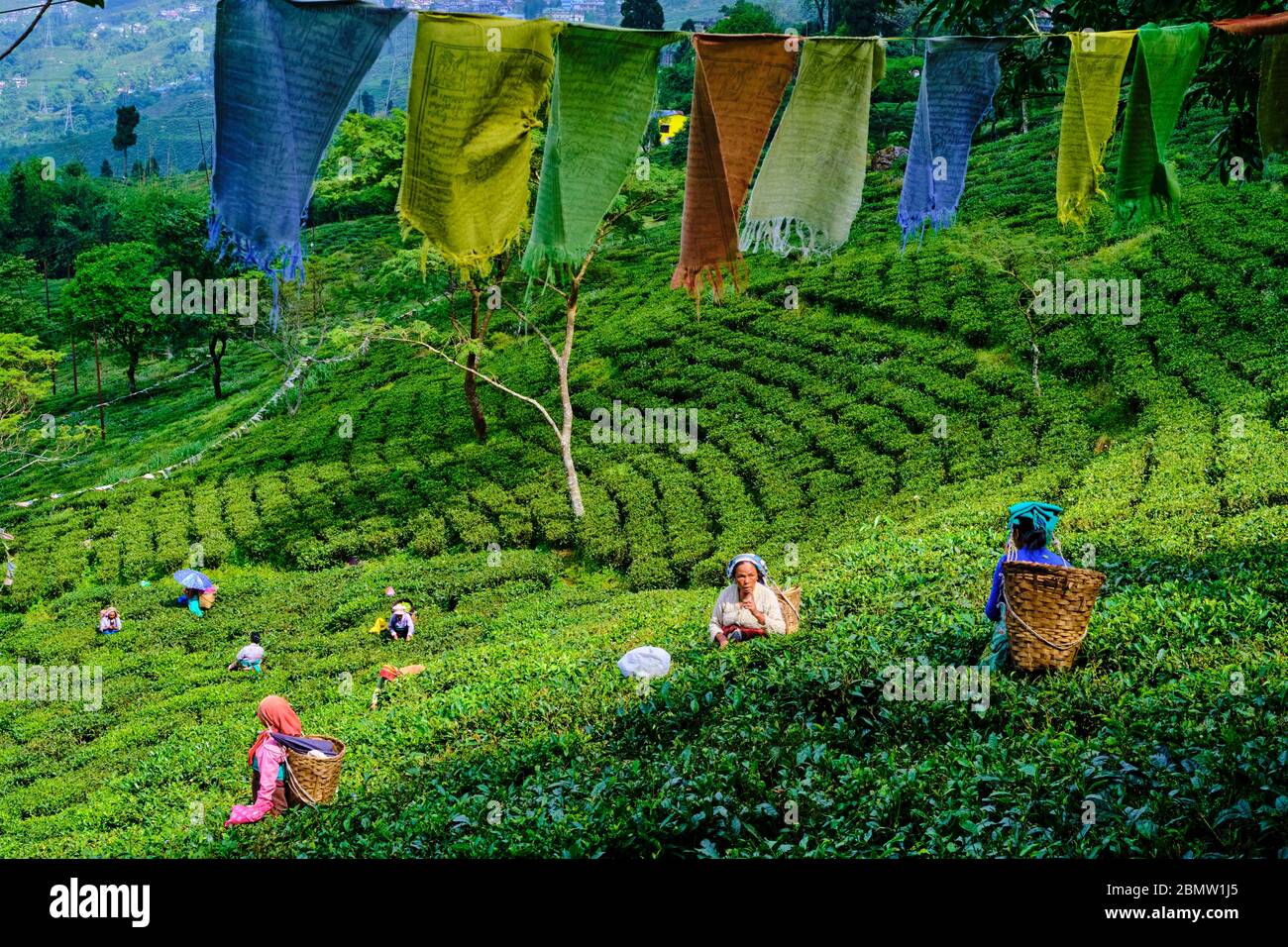 India, West Bengal, Darjeeling, Castleton tea estate, tea picker ...