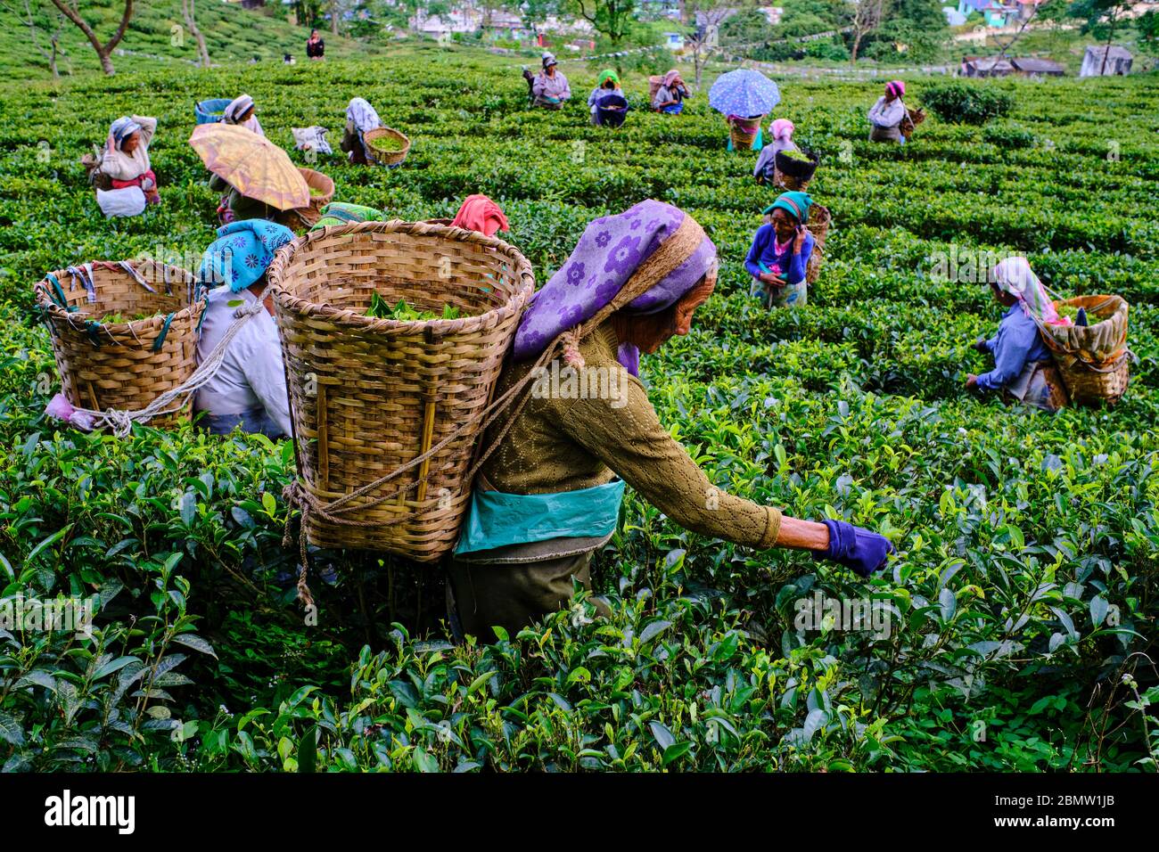 India, West Bengal, Darjeeling, Castleton tea estate, tea picker ...