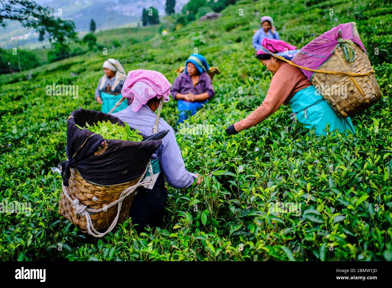 India, West Bengal, Darjeeling, Castleton tea estate, tea picker ...