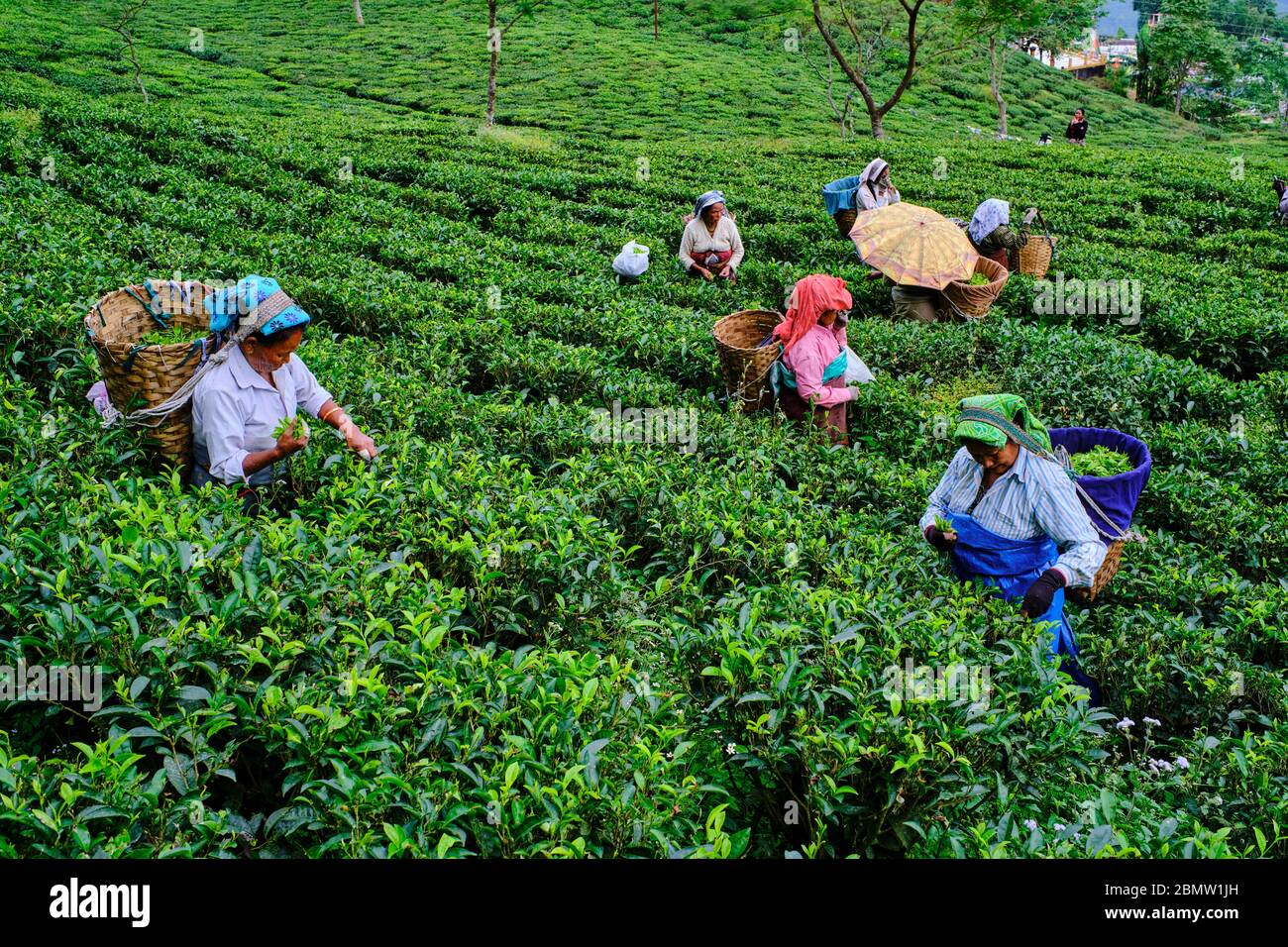 India, West Bengal, Darjeeling, Castleton tea estate, tea picker ...