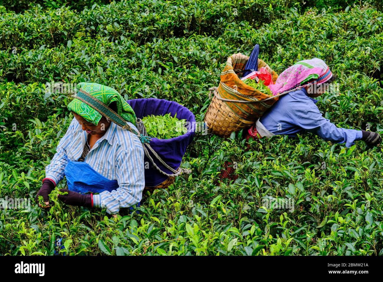 India, West Bengal, Darjeeling, Castleton tea estate, tea picker ...