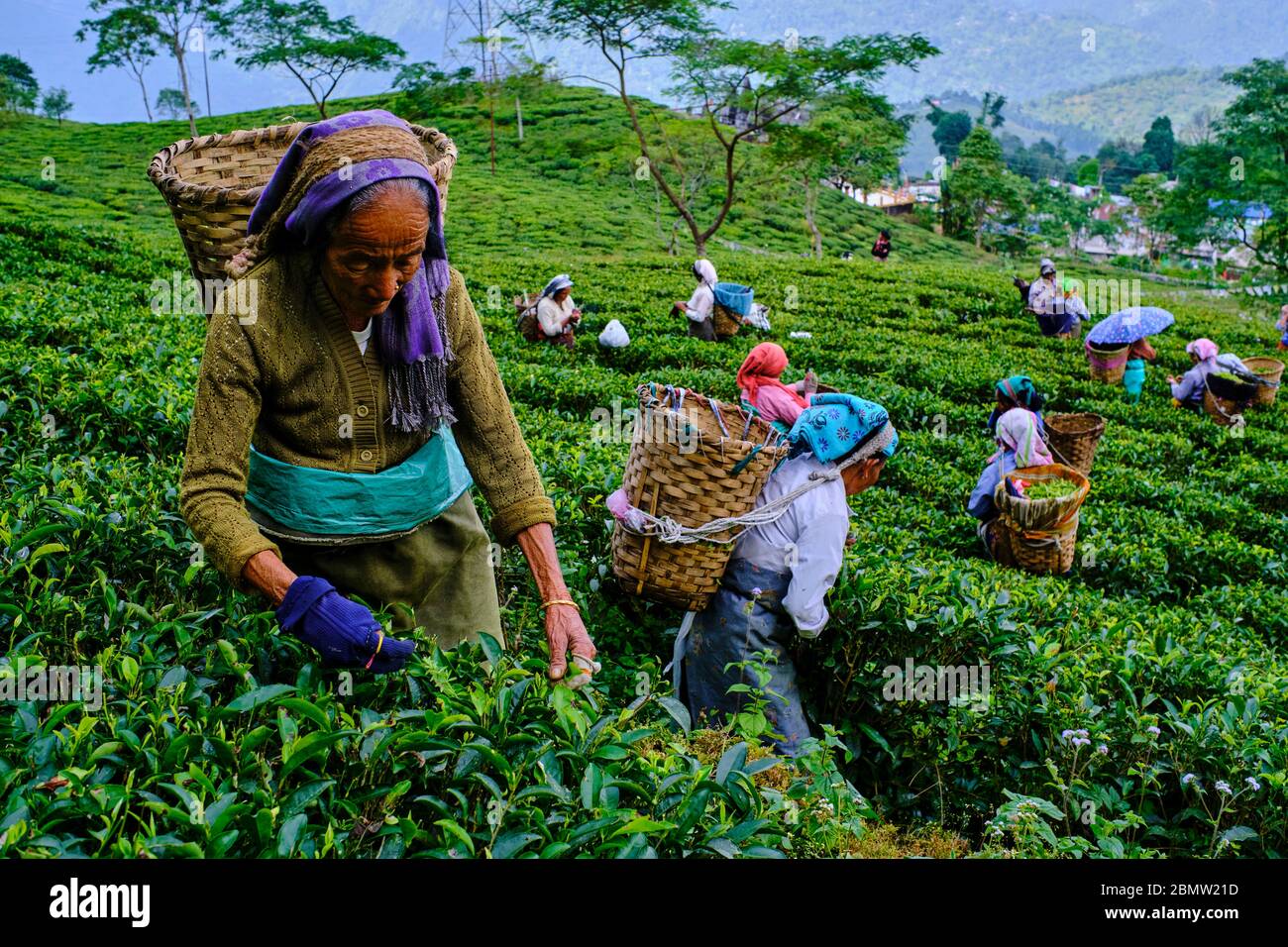 India, West Bengal, Darjeeling, Castleton tea estate, tea picker ...