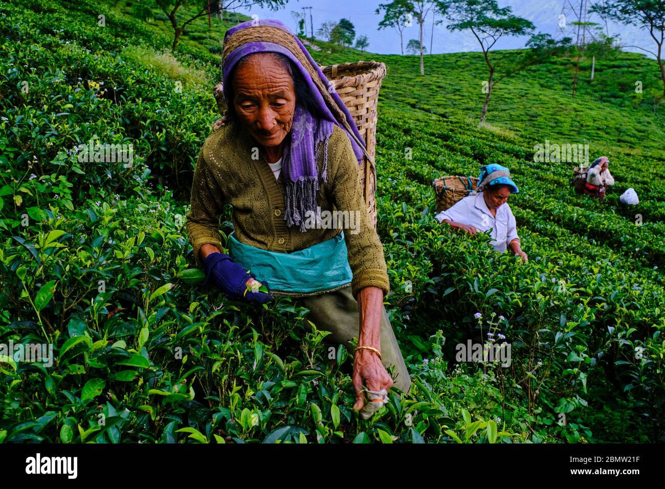 India, West Bengal, Darjeeling, Castleton tea estate, tea picker ...