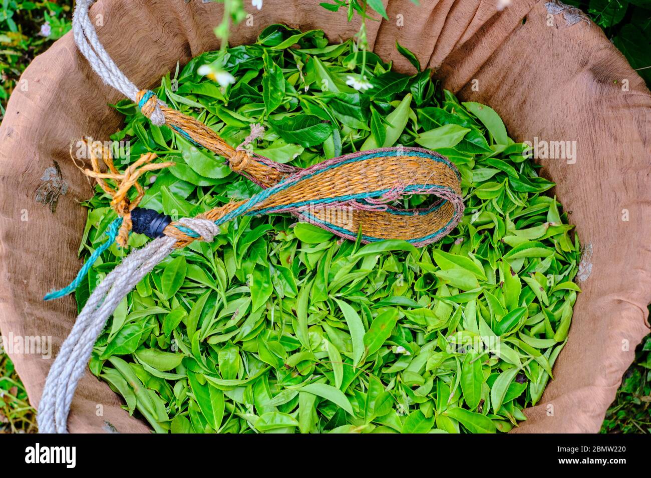 India, West Bengal, Darjeeling, Castleton tea estate, tea picker ...