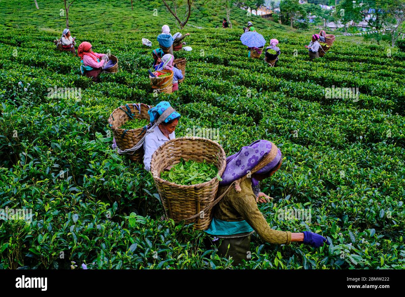 India, West Bengal, Darjeeling, Castleton tea estate, tea picker ...